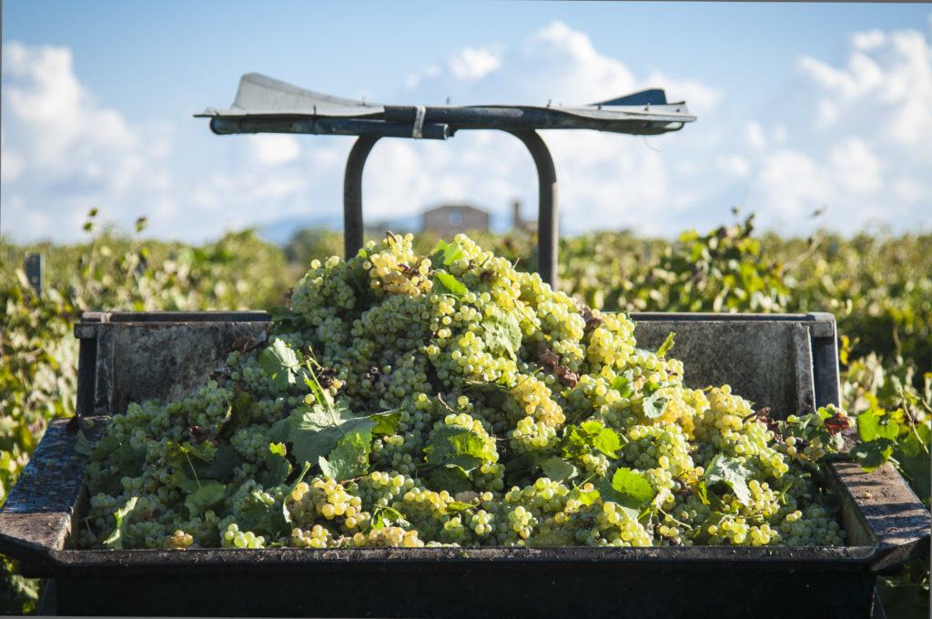 About Marsala wines • Martinez • Marsala winery from 1866